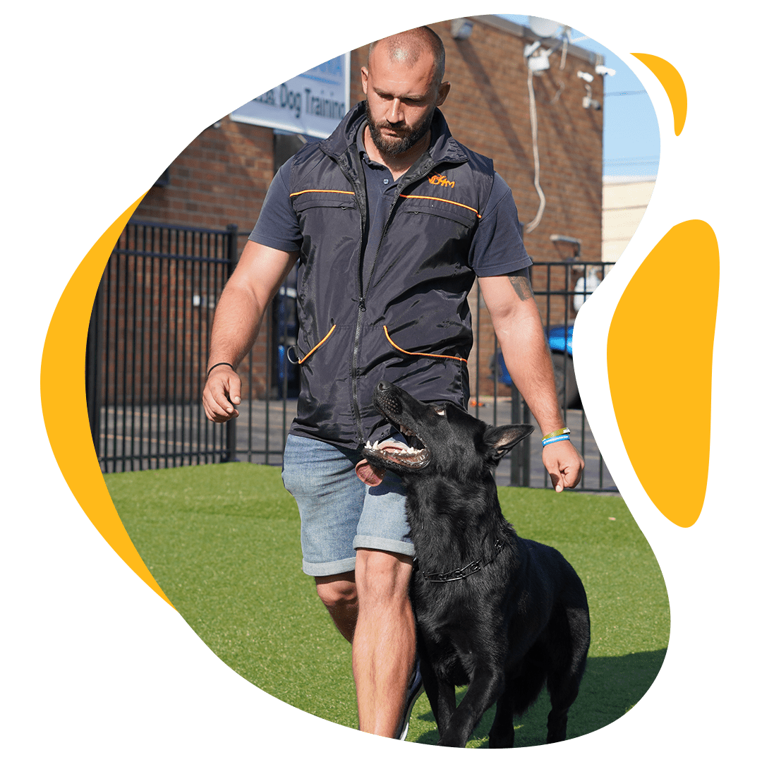 About Us - K9 Mania Protection Dogs