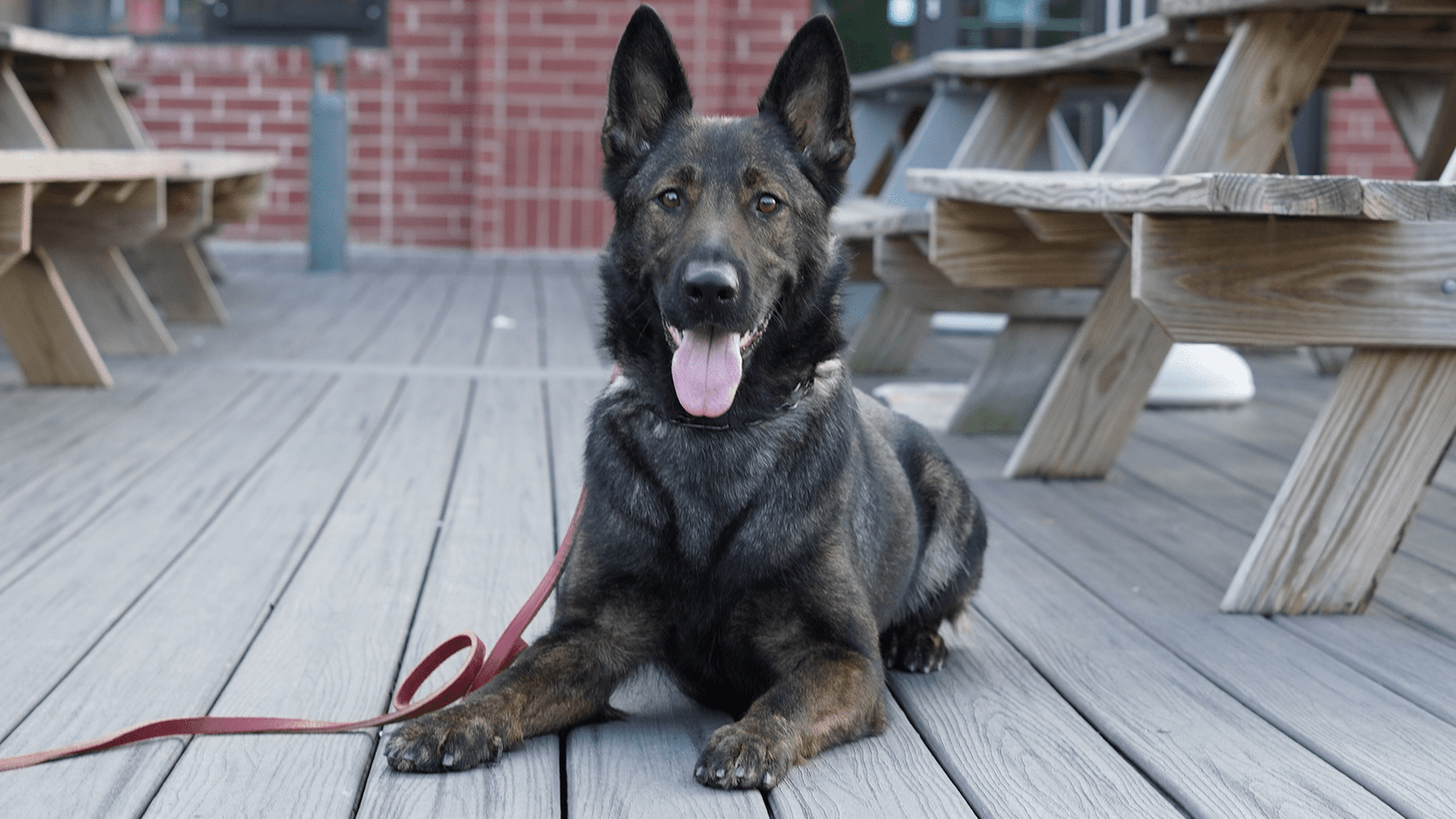 Protection Dog For Sale 'Frennie' - K9 Mania Protection Dogs