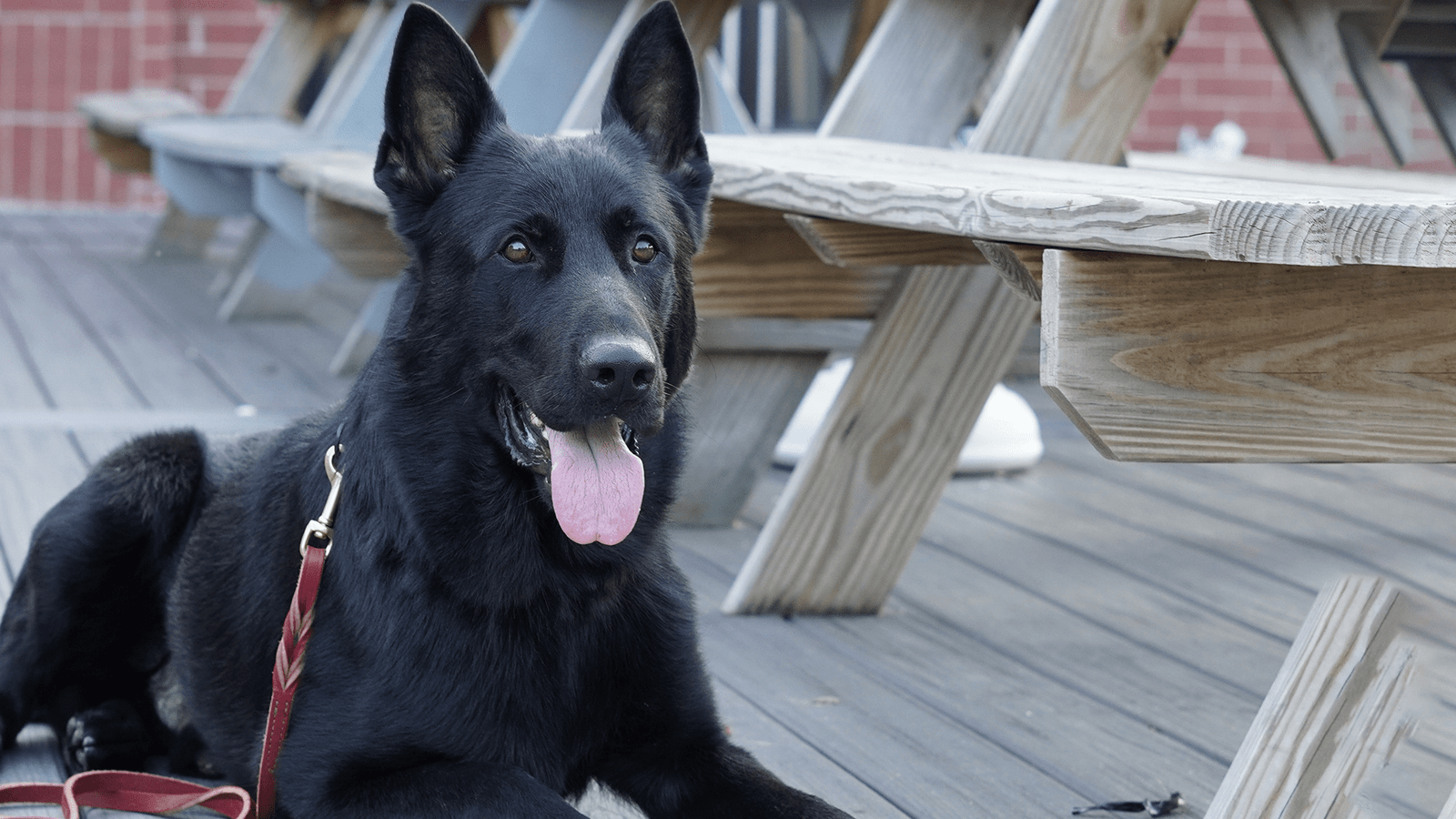FAQs - K9 Mania Protection Dogs