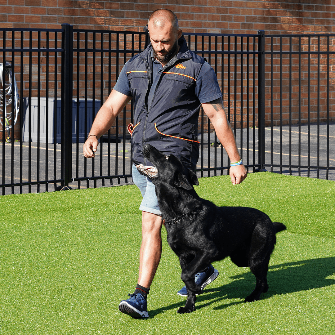 Custom Protection Dogs - K9 Mania Protection Dogs