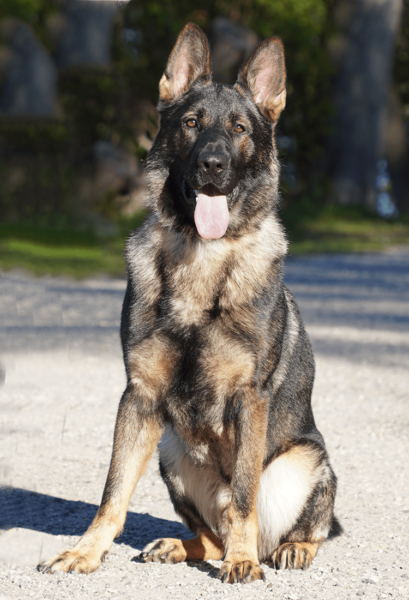 Elite Protection Dogs For Sale - K9 Mania Protection Dogs