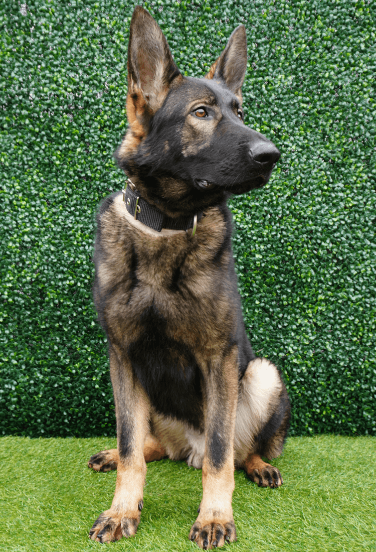 Protection Dog For Sale 'Cyrus' - K9 Mania Protection Dogs