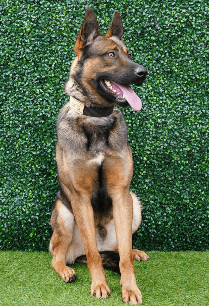 Elite Protection Dogs For Sale - K9 Mania Protection Dogs