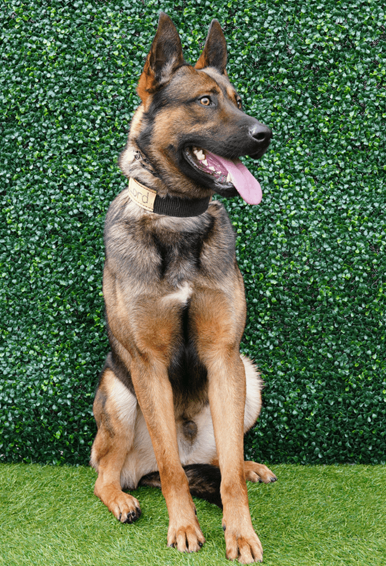 Protection Dog For Sale 'Lord' - K9 Mania Protection Dogs