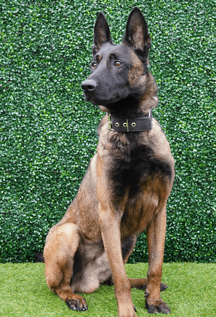 Protection Dog For Sale 'Rocco' - K9 Mania Protection Dogs