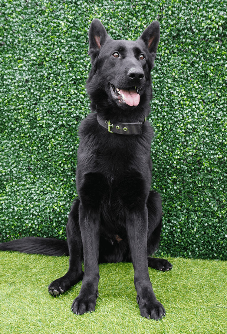 Protection Dog For Sale 'Sargent' - K9 Mania Protection Dogs