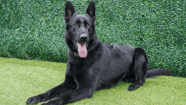 10 Reasons Why Dogs Are Good For Protection - K9 Mania Protection Dogs