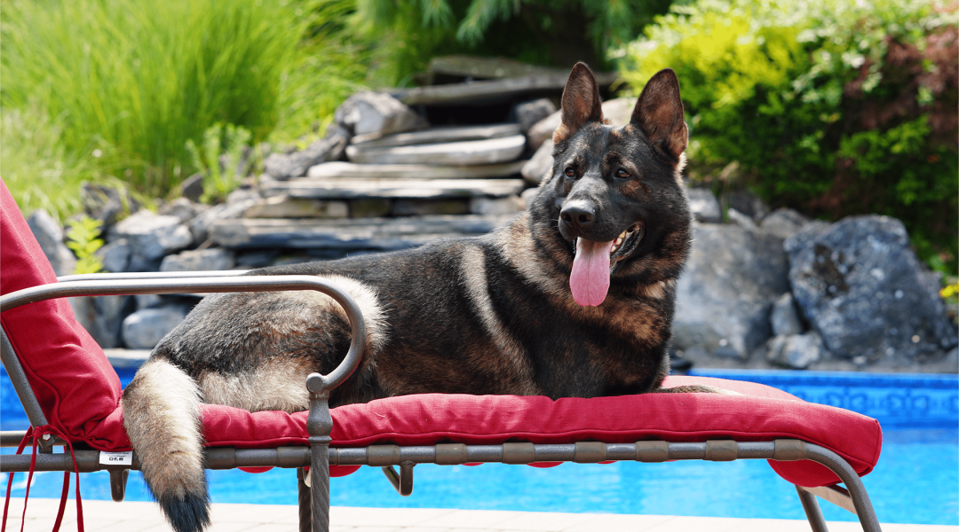 Personal & Family Protection Dogs - K9 Mania Protection Dogs
